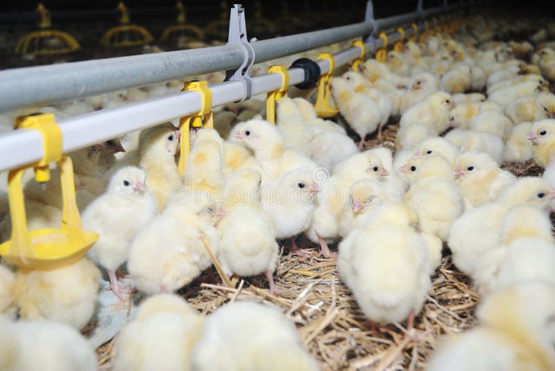 Poultry rearing farm stock image. Image of chicken, farm - 16757321