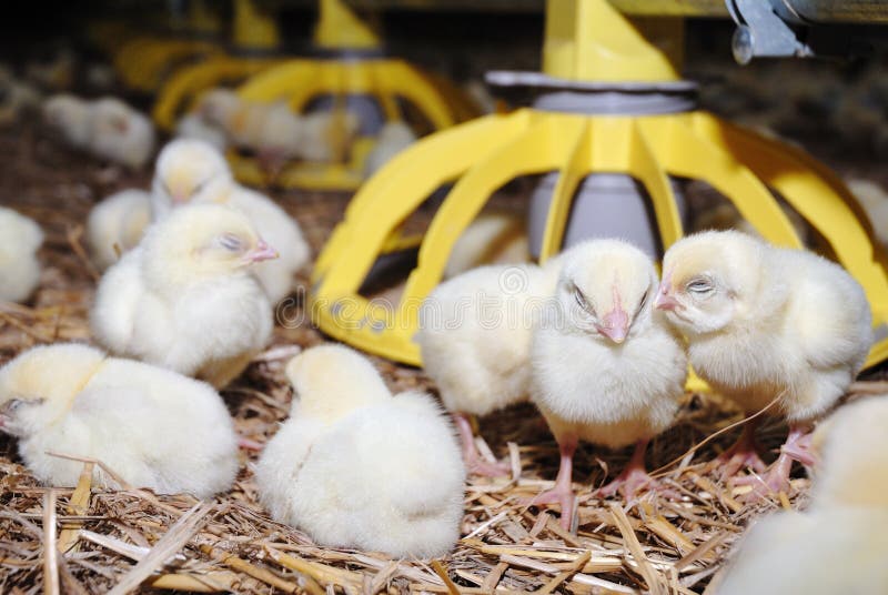 Poultry rearing farm stock image. Image of chicken, farm - 16757321
