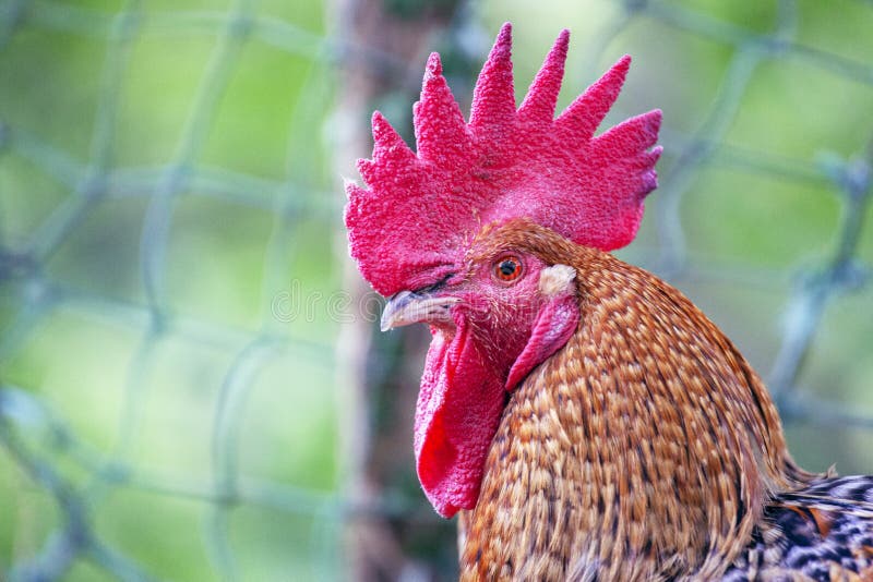 Poultry Rooster with a Very Striking Red Crest Stock Photo - Image of ...
