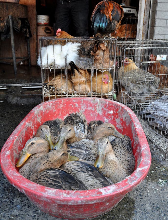 Poultry for Sale stock image. Image of poultry, ducks - 64398113