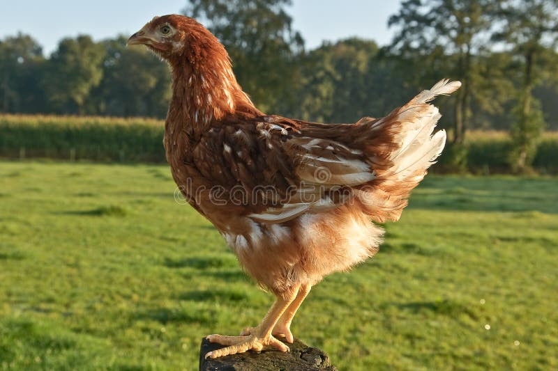 Poultry Signals stock image. Image of layer, aves, bird - 19690719
