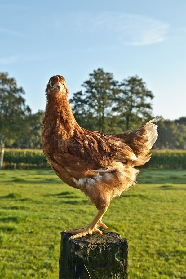 Poultry Signals stock image. Image of layer, aves, bird - 19690719