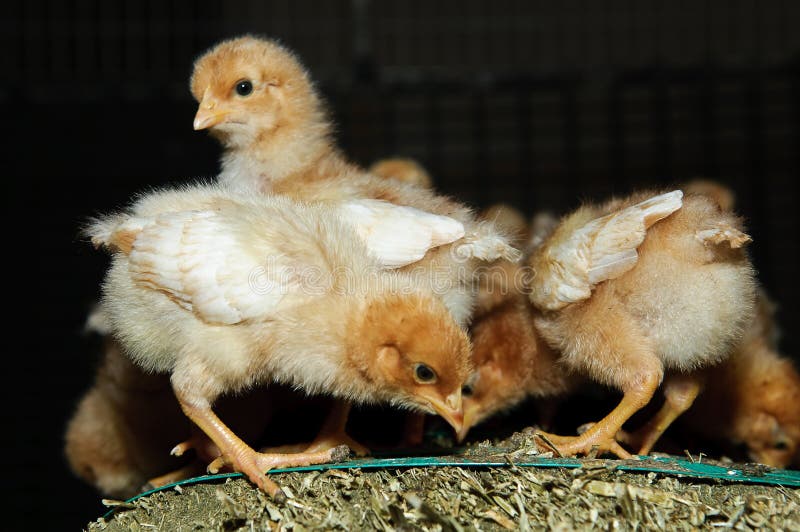Poultry Signals stock image. Image of pecking, farming - 19690911