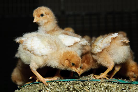 Poultry Signals stock image. Image of pecking, farming - 19690911