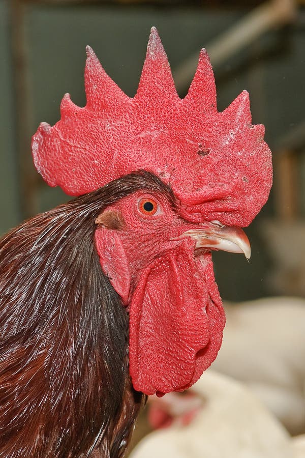 Poultry Signals stock image. Image of attentive, bird - 21102917