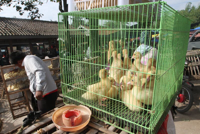 Poultry editorial image. Image of market, poultry, farm - 54132980