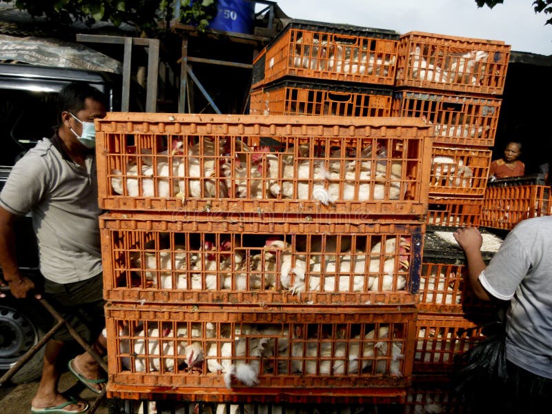 Poultry editorial image. Image of city, poultry, market - 73576475