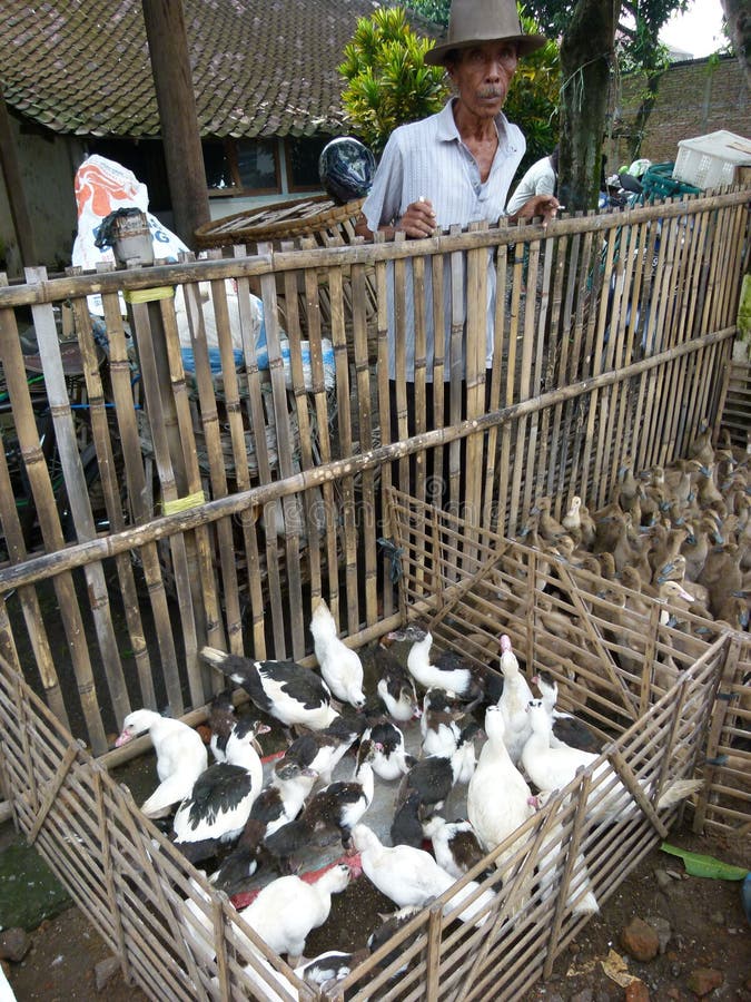 Poultry editorial photo. Image of central, poultry, selling - 68554491