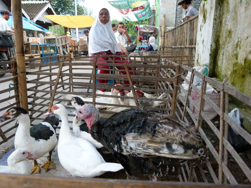 Poultry editorial stock image. Image of livestock, village - 68554514