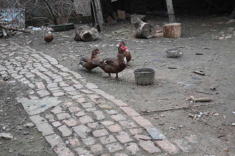 Poultry Turkey Walking and Pecking at Grain Stock Photo - Image of ...