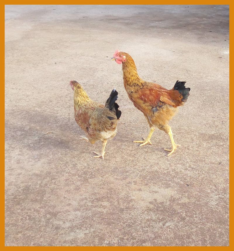 Poultry stock image. Image of taste, uganda, local, poultries - 161027859