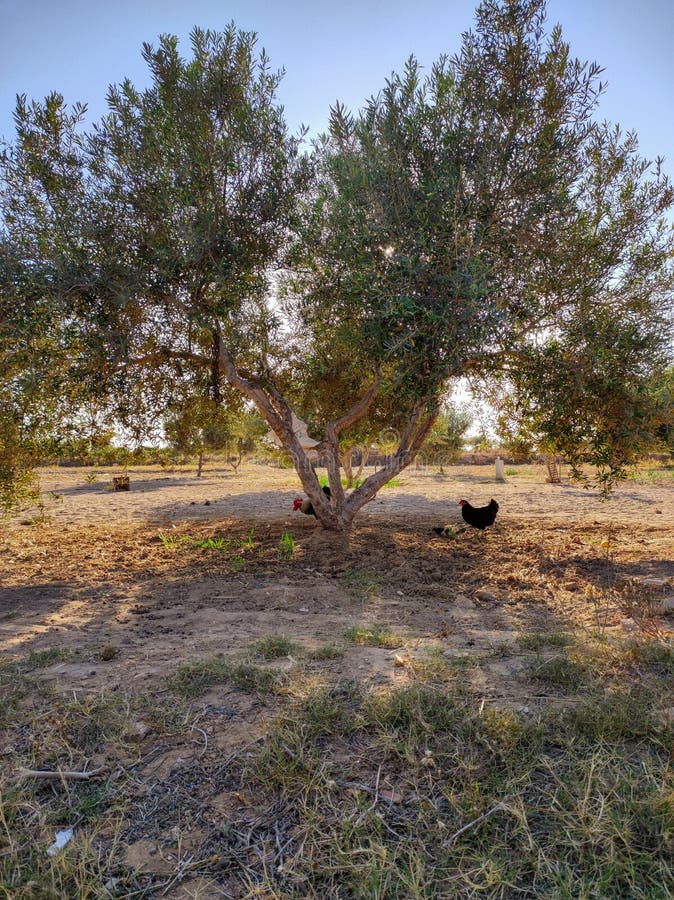 Poultry Under the Olive Tree Stock Image - Image of pictured, olive ...