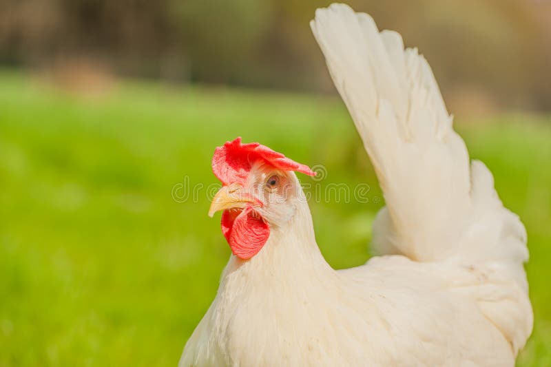 Poultry - Layer hens stock photo. Image of aves, agriculture - 39748130