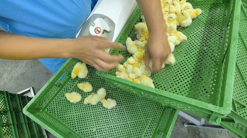Workers at Poultry Sorting Chicks at Automated Line. 4K. Stock Video ...