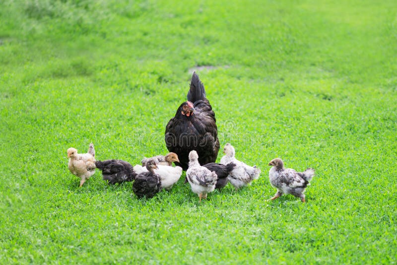 Poultry yard stock image. Image of child, fluffy, field - 56765337