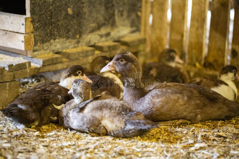 Poultry Young Duck in the Paddock Stock Photo - Image of mallard, blur ...