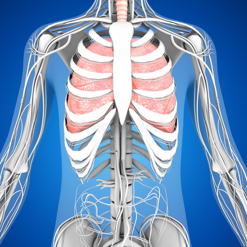 Composants De Poumon Humain Illustration de Vecteur - Illustration du ...