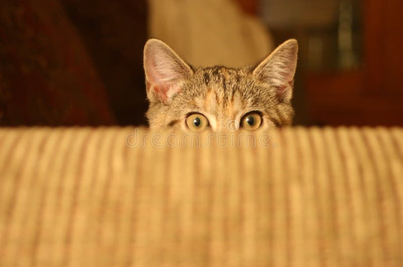 Pounce stock image. Image of kitten, peer, cute, ears, animal - 613409