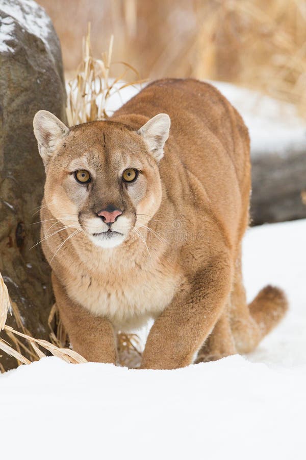 Lion Cub Pounce Practice stock photo. Image of vulture, lion - 3768