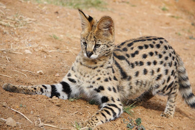 Cerval Stock Photos - Free & Royalty-Free Stock Photos from Dreamstime