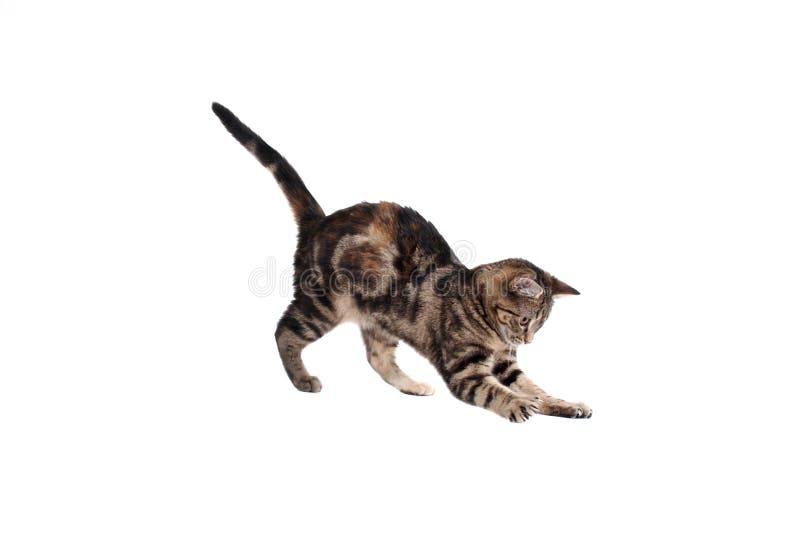 Pouncing Kitten stock image. Image of paws, kitty, striped - 19123471