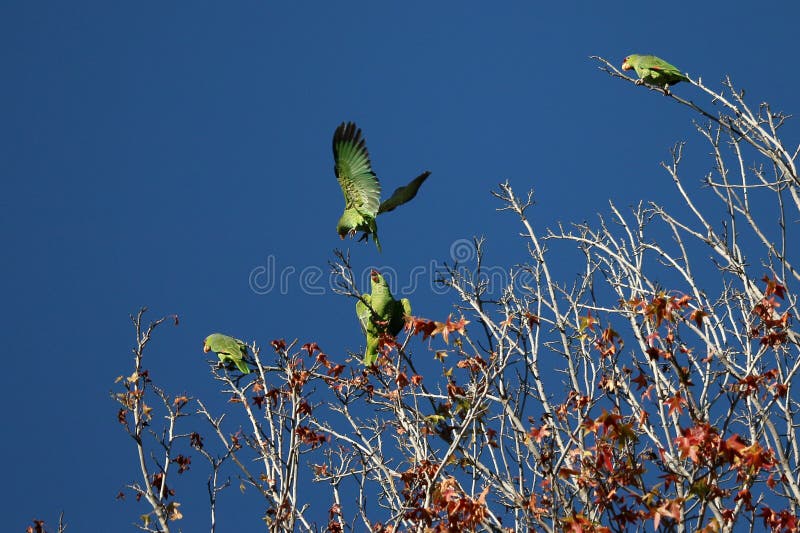 Pouncing Parrot Stock Photos - Free & Royalty-Free Stock Photos from ...