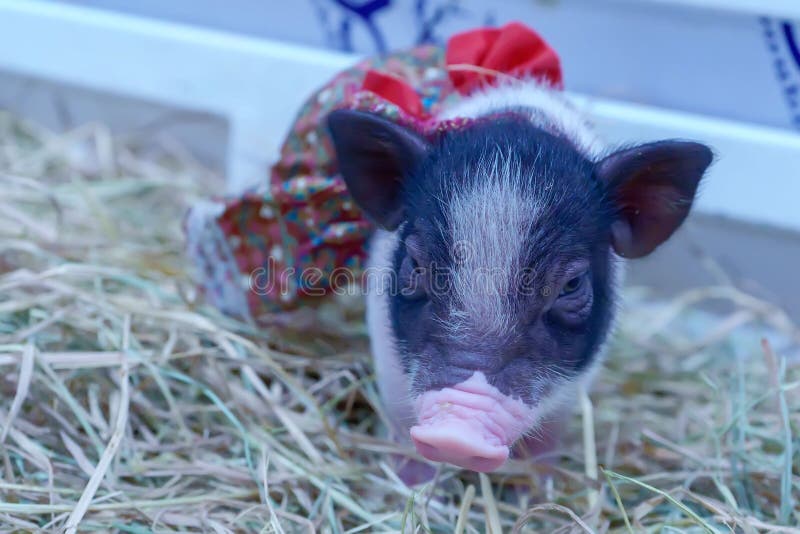 Pound Belly Pig Sleeping on Straw in a Stall Stock Image - Image of ...
