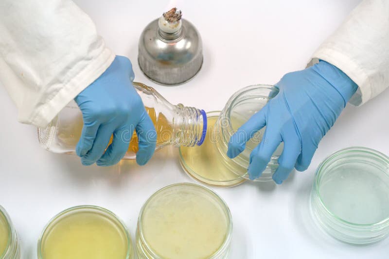 The Pour Plate Method Where in the Sample is Suspended Stock Image ...