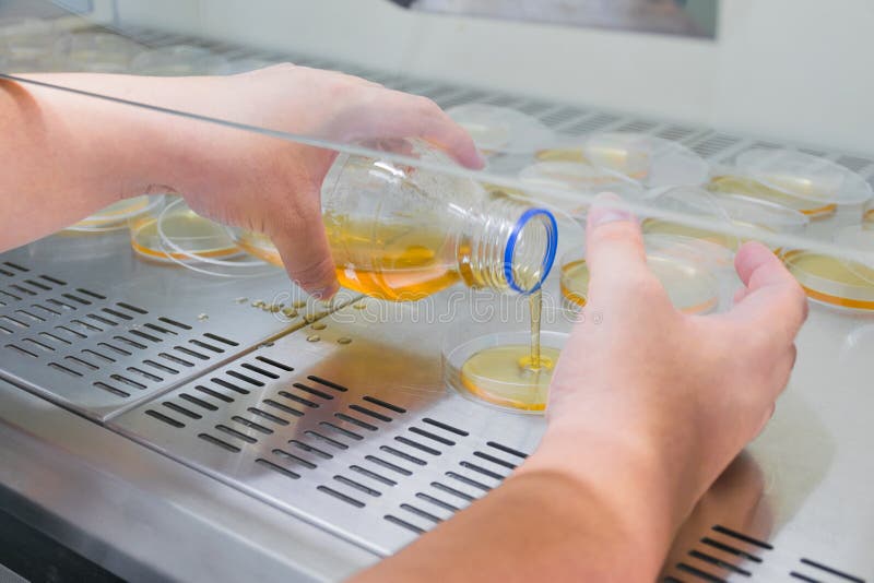 Pour Plate Technique for MacConkey Agar Bacteria Culture. Stock Image ...