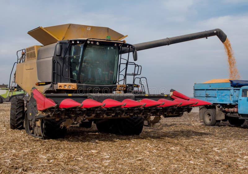 Pouring Corn Grain from Combine, Harvester Work in a Corn Field Stock ...