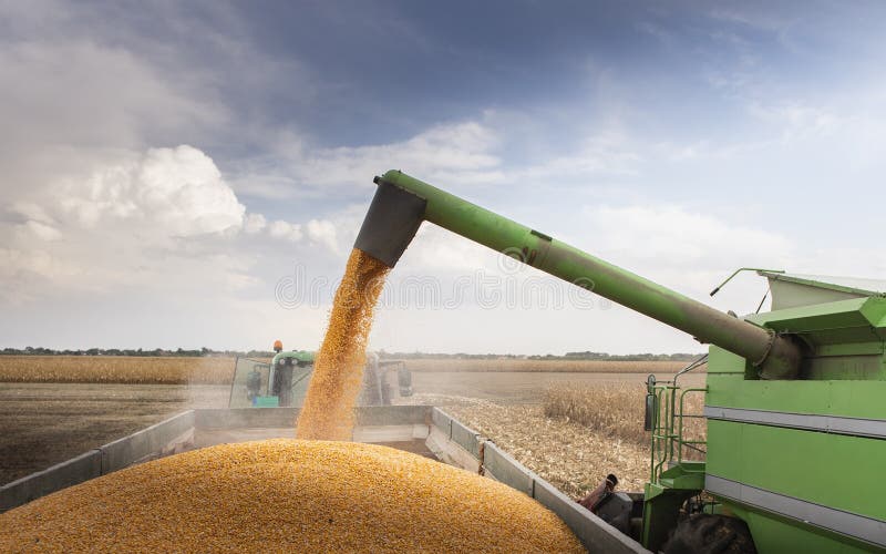 Pouring Corn Grain into Tractor Trailer Stock Photo - Image of grain ...