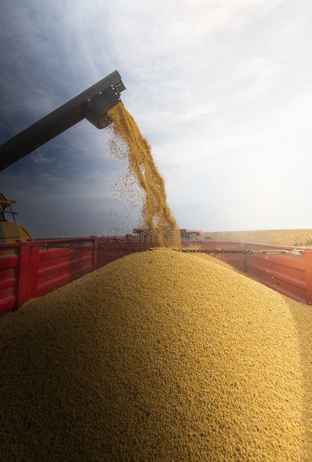 Pouring Corn Grain into Tractor Trailer Stock Image - Image of pouring ...