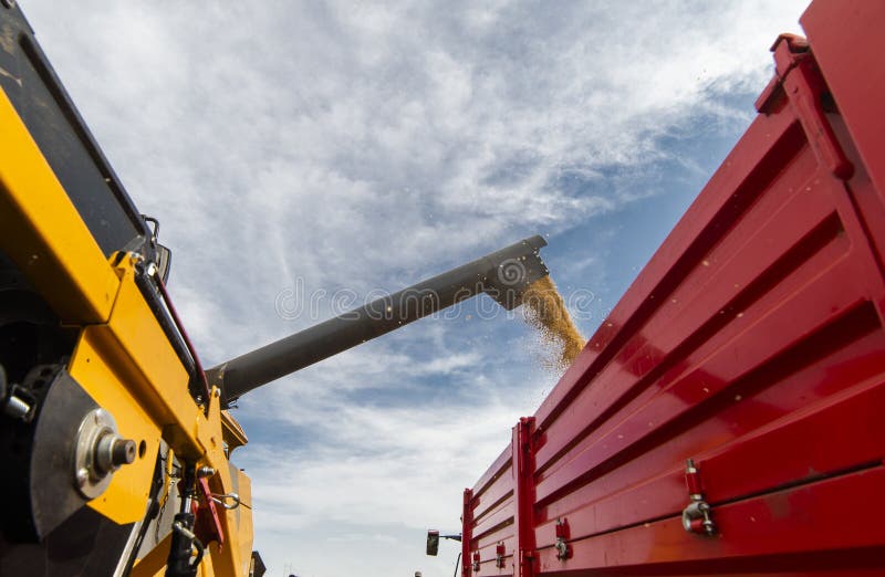 Pouring Corn Grain into Tractor Trailer Stock Photo - Image of ...