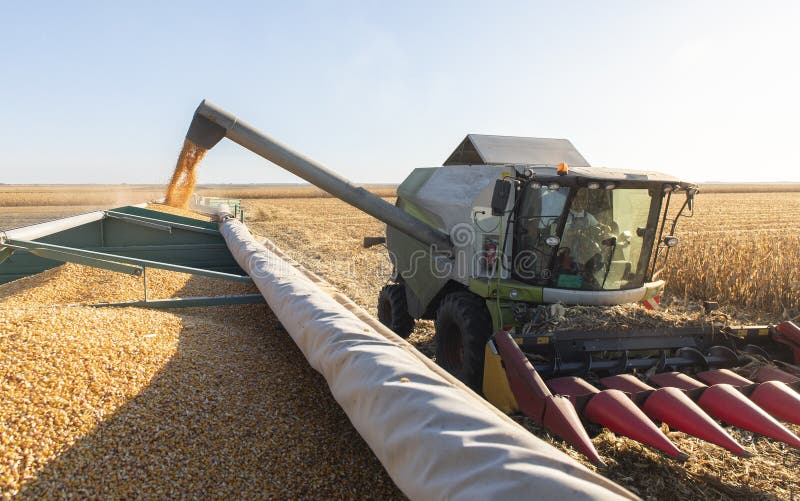 Pouring Corn Grain into Tractor Trailer Stock Photo - Image of ...