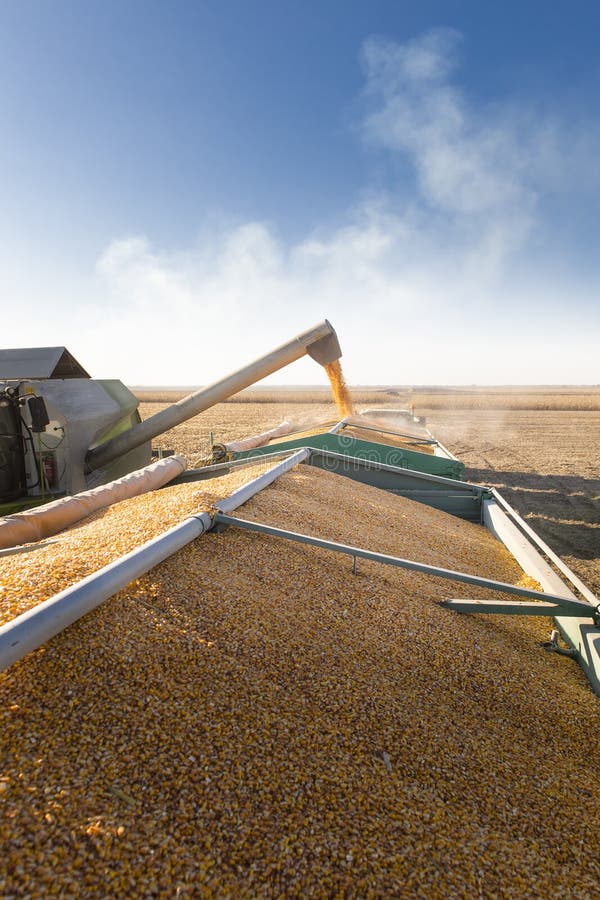 Pouring Corn Grain into Tractor Trailer Stock Image - Image of metal ...
