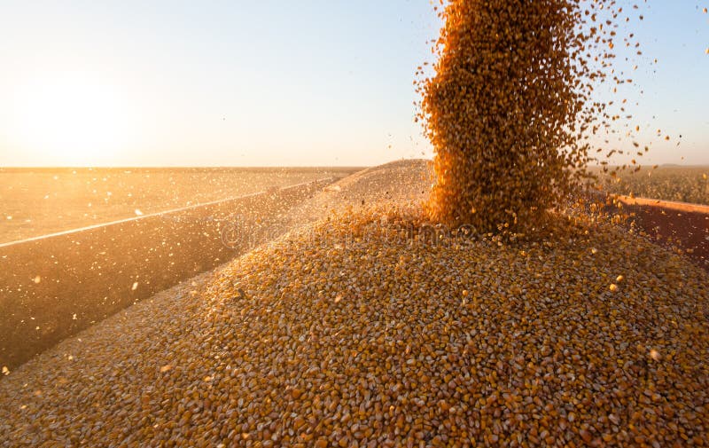 Pouring Corn Grain into Tractor Trailer Stock Photo - Image of ...