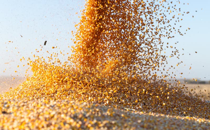 Pouring Corn Grain into Tractor Trailer Stock Image - Image of ...