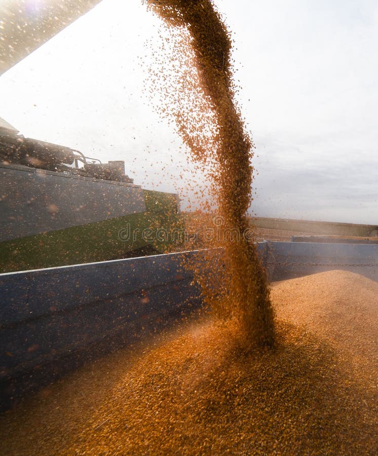 Pouring Corn Grain into Tractor Trailer Stock Image - Image of maize ...