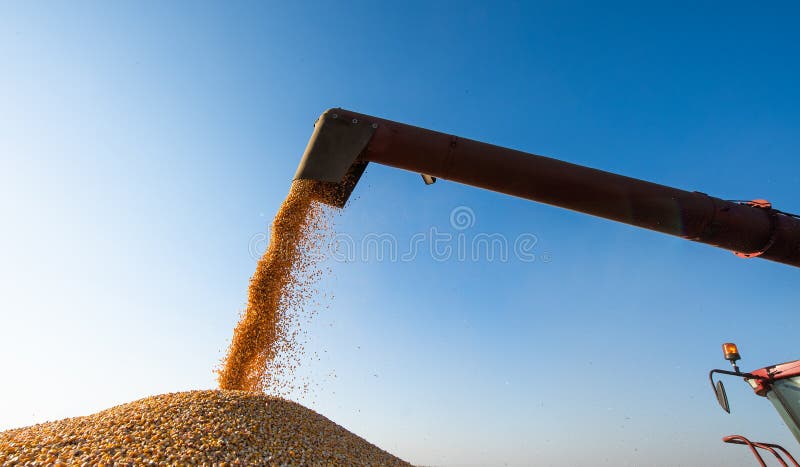 Pouring Corn Grain into Tractor Trailer Stock Photo - Image of combine ...