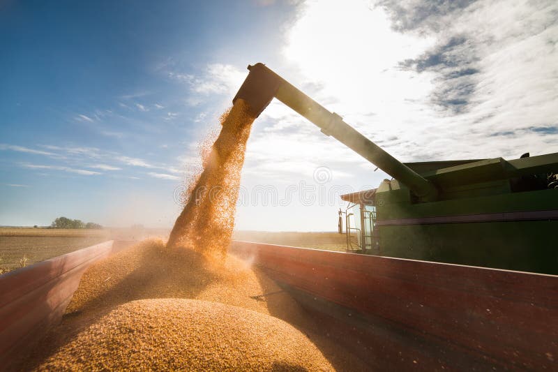 Pouring Corn Grain into Tractor Trailer Stock Image - Image of ...