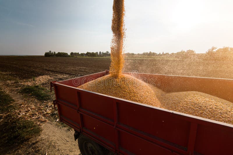 Pouring Corn Grain into Tractor Trailer Stock Photo - Image of land ...