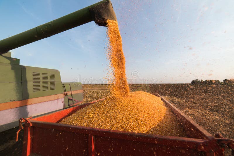 Pouring Corn Grain into Tractor Trailer Stock Photo - Image of growth ...