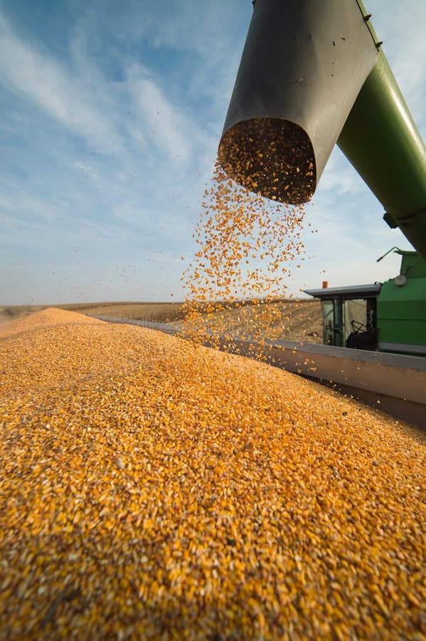 Pouring Corn Grain into Tractor Trailer Stock Image - Image of autumn ...