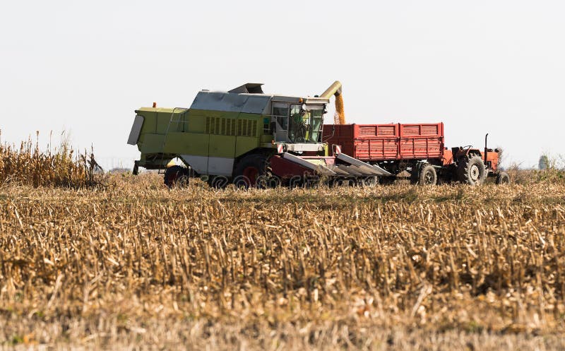 Pouring Corn Grain Into Tractor Trailer After Harvest Stock Image ...