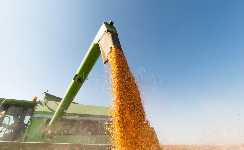 Pouring Corn Grain into Tractor Trailer after Harvest Stock Photo ...