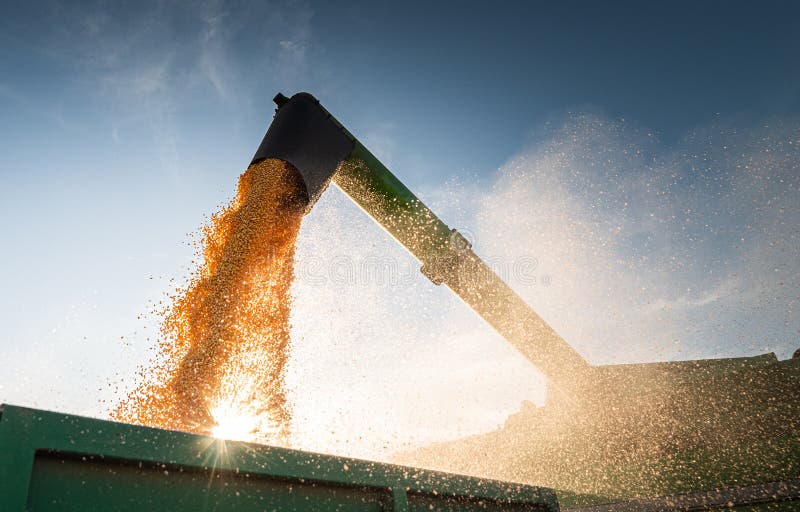 Pouring Corn Grain into Tractor Trailer Stock Image - Image of sunlight ...