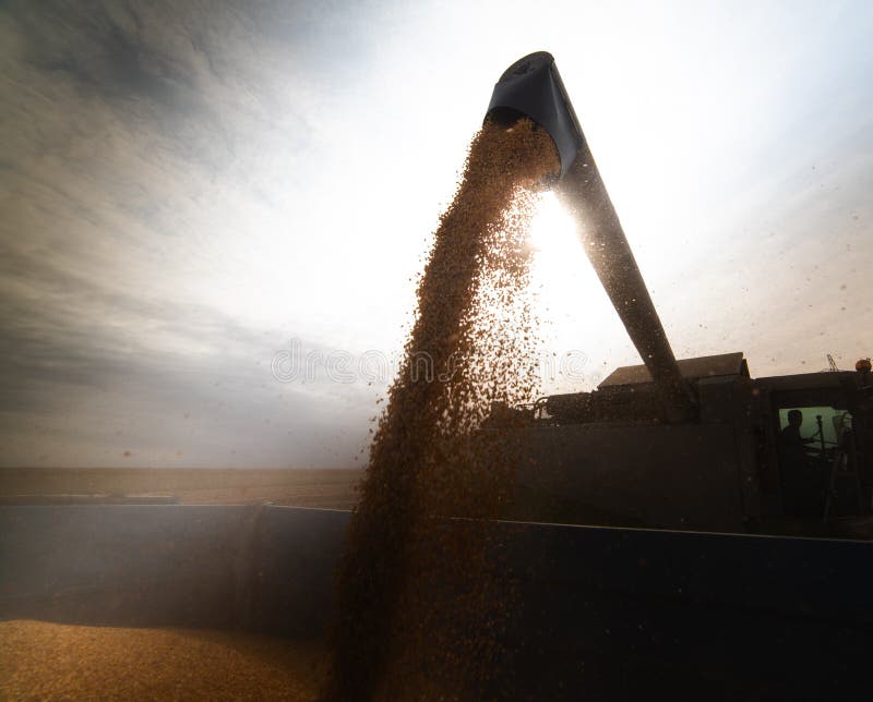 Pouring Corn Grain into Tractor Trailer Stock Image - Image of blue ...