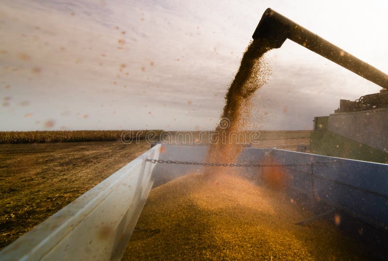 Pouring Corn Grain into Tractor Trailer Stock Photo - Image of ...