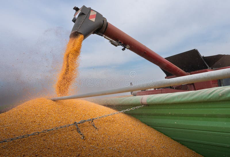 Pouring Corn Grain into Tractor Trailer Stock Photo - Image of ...
