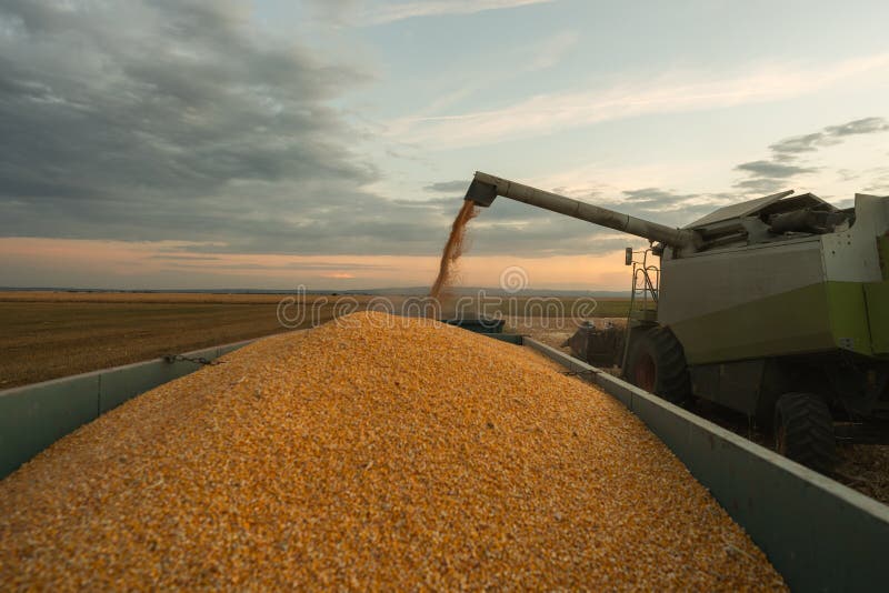 Pouring Corn Grain into Tractor Trailer Stock Photo - Image of ...